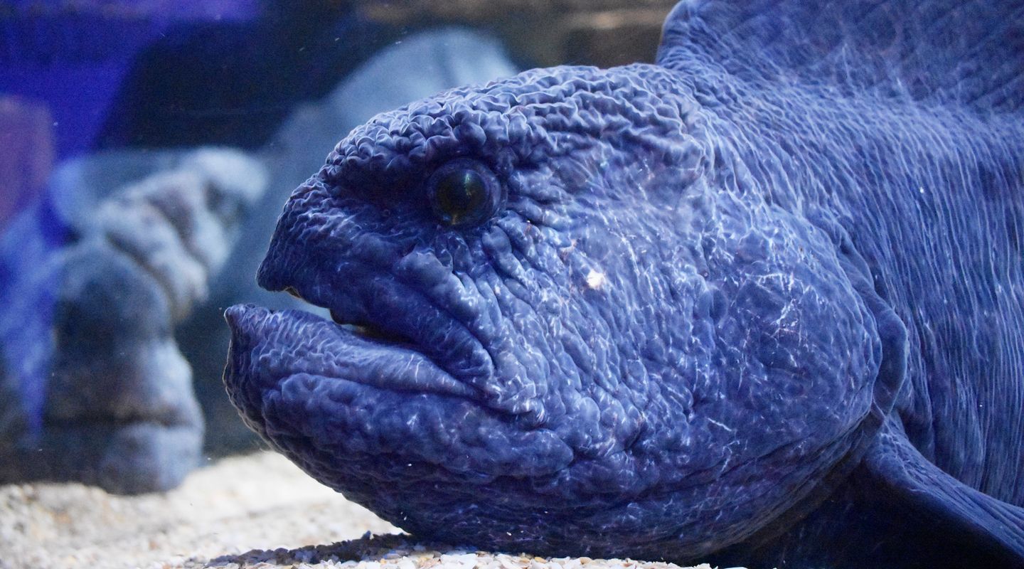 Discover the wolf eel | Nausicaa