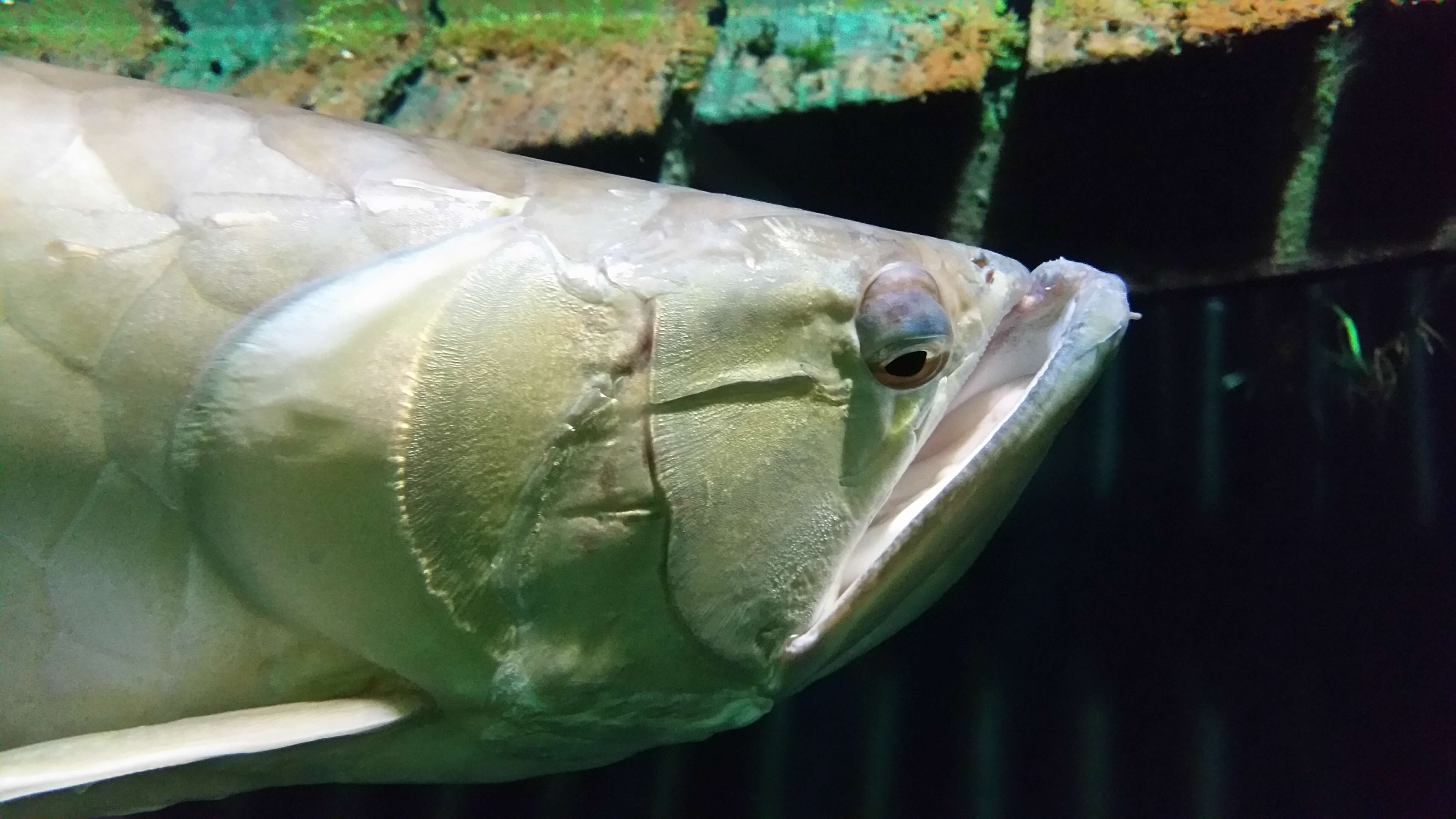 L'arowana Osteoglossum bicirrhosum | Nausicaa
