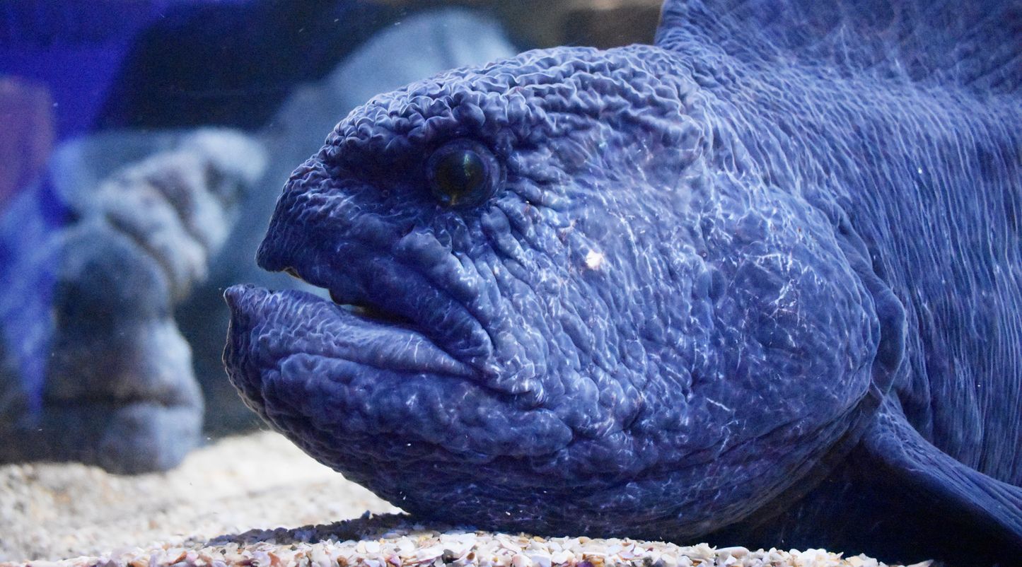 L'anguille-loup Anarrhichthys ocellatus | Nausicaa