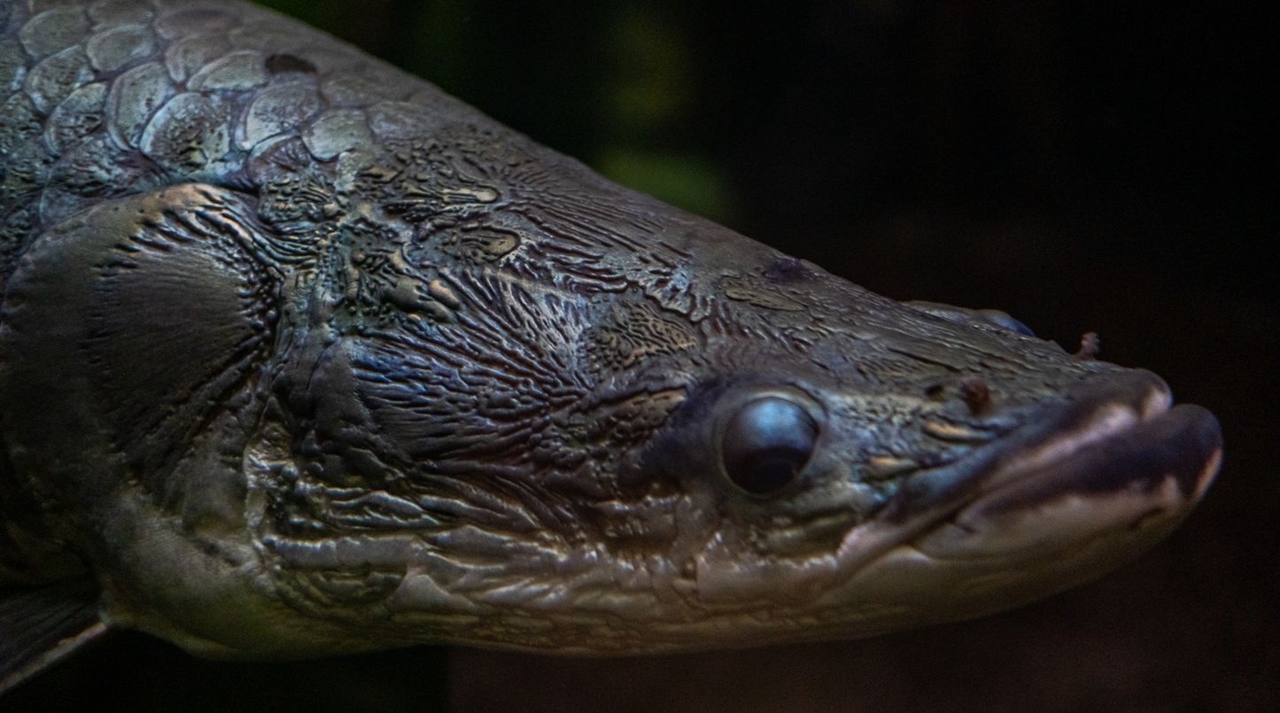 De arapaima | Nausicaa