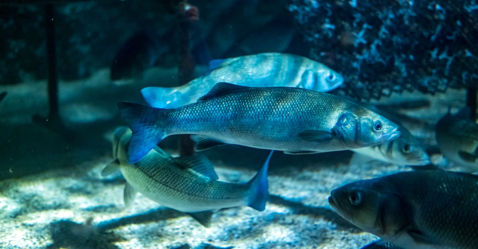 Le bar commun Dicentrarchus labrax | Nausicaa