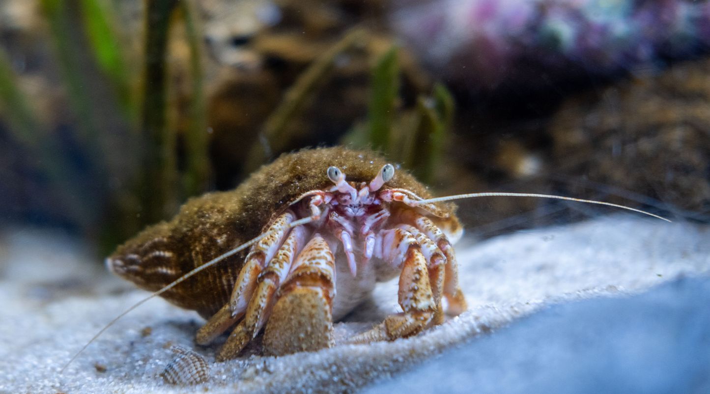 Le bernard l'hermite commun Pagurus bernhardus | Nausicaa