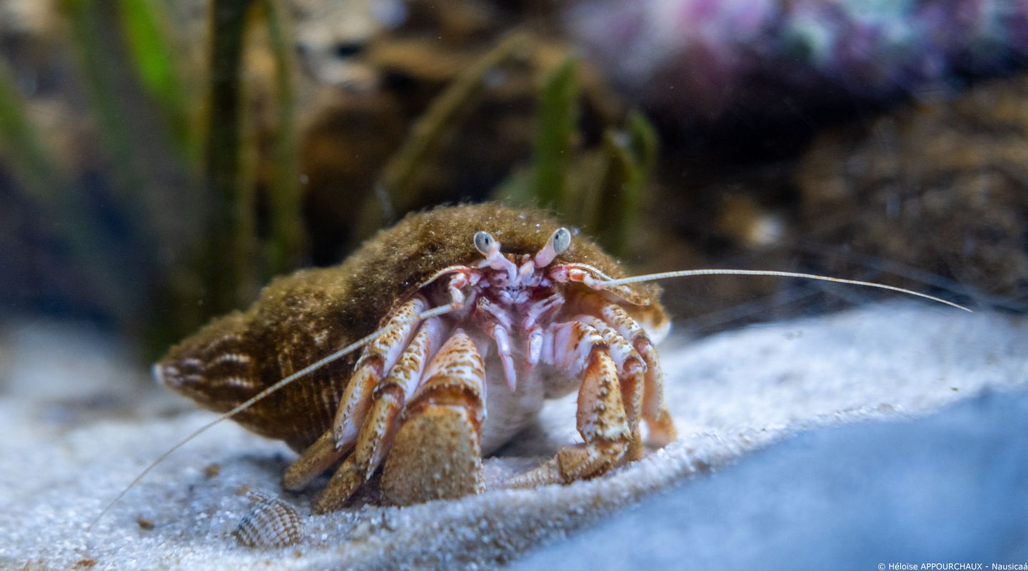 Discover the Common Hermit Crab | Nausicaa