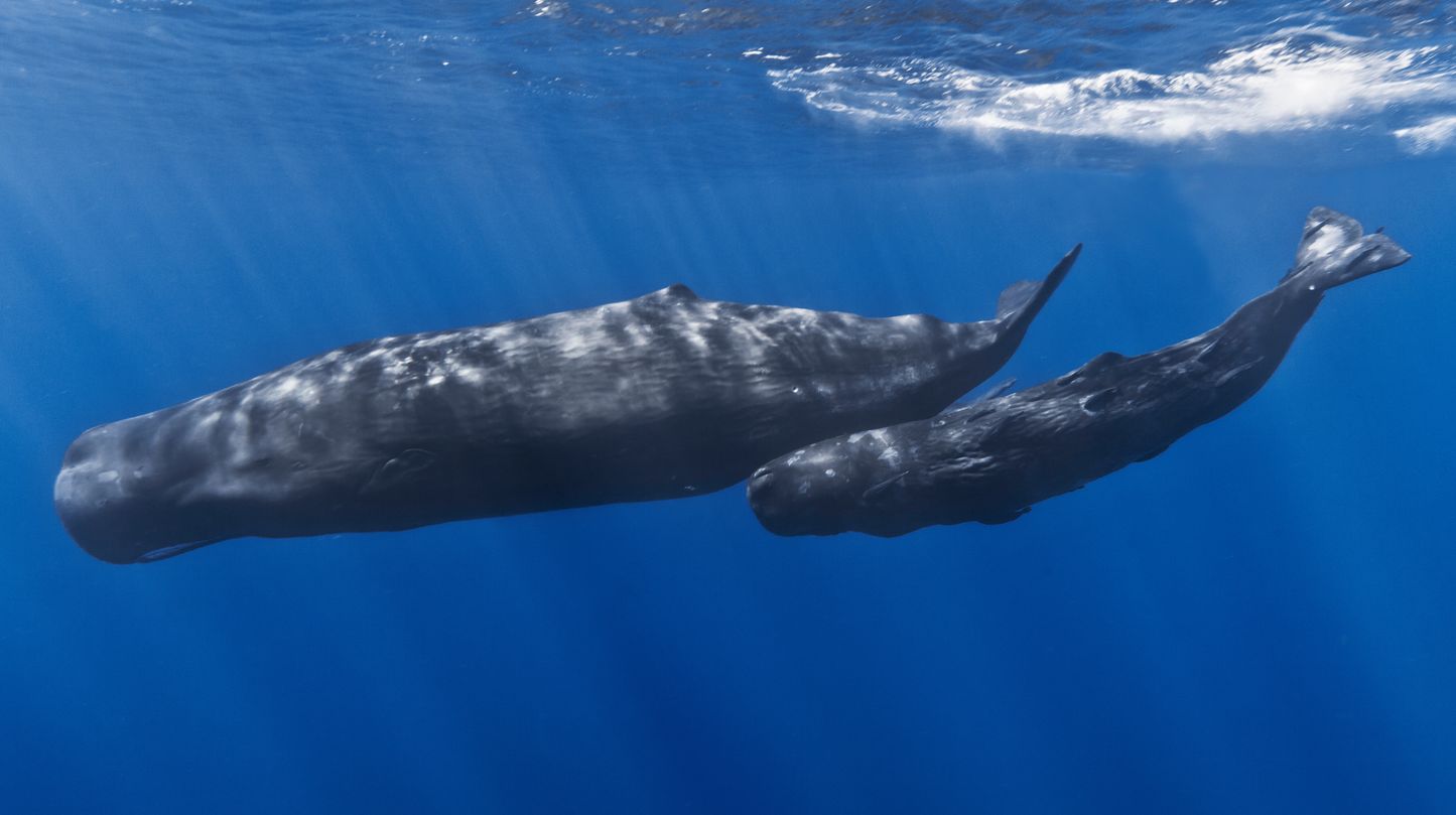 Le cachalot Physeter macrocephalus | Nausicaa