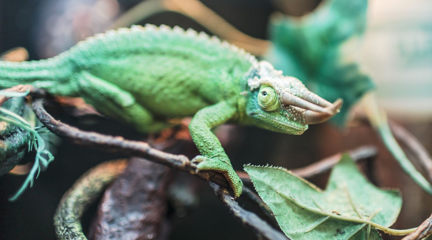 Discover the Jackson's three horned chameleon | Nausicaa