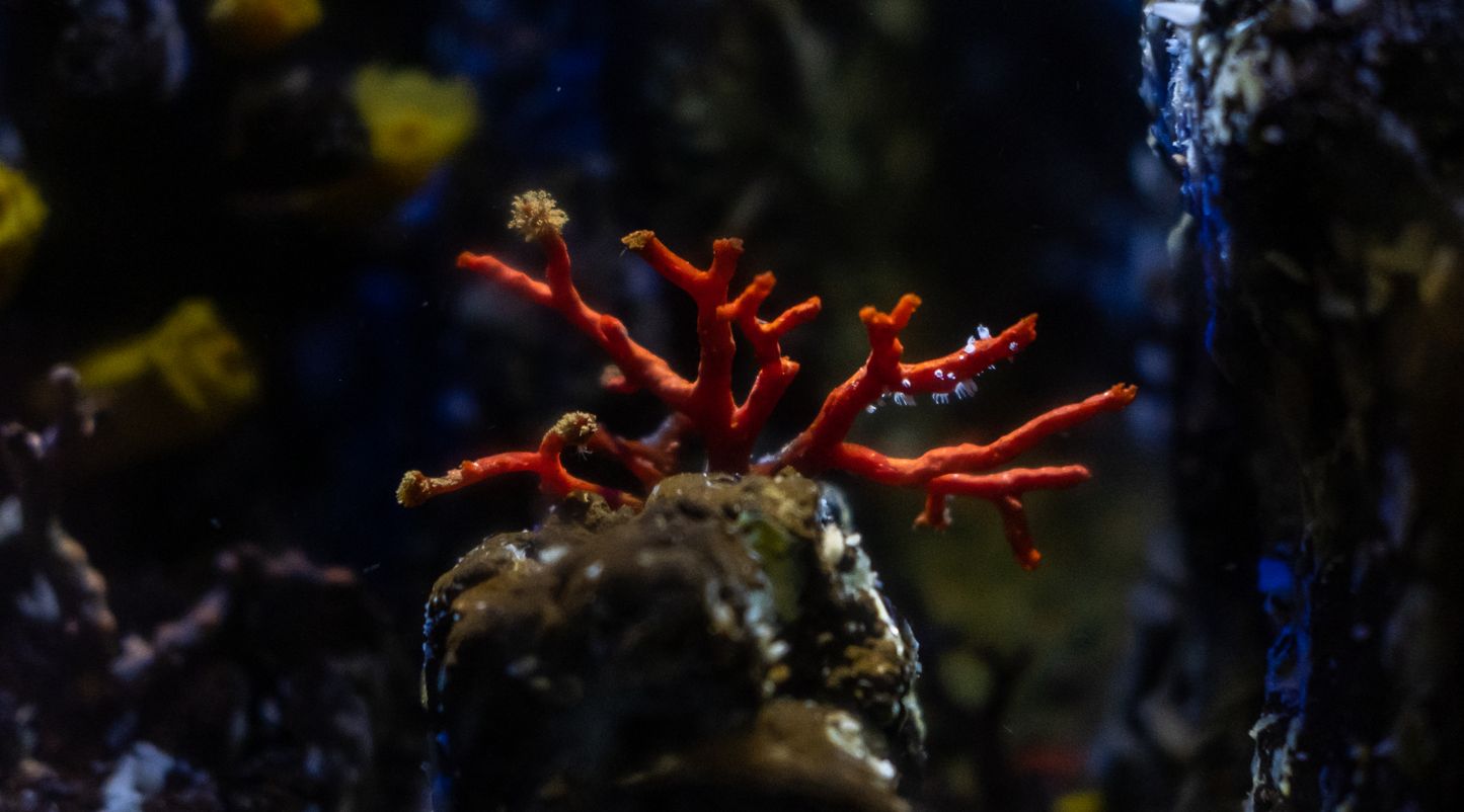 red tree sponge colony