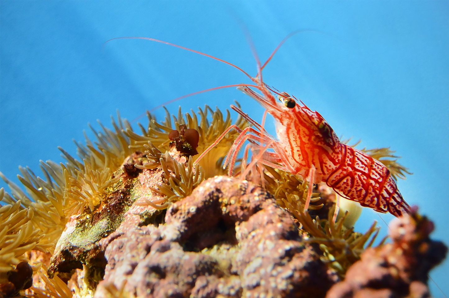 La crevette de Wurdemann Lysmata wurdemanni | Nausicaa