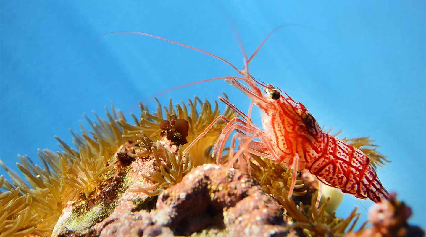 Discover the Peppermint Shrimp | Nausicaa