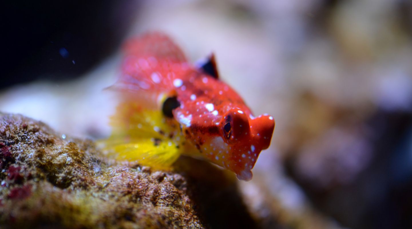 Discover the Redback dragonet | Nausicaa