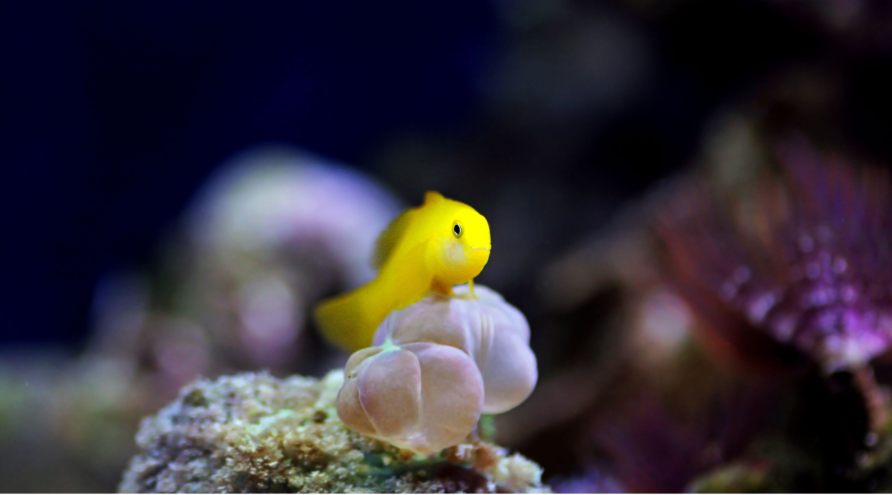 Discover the Yellow clown goby | Nausicaa