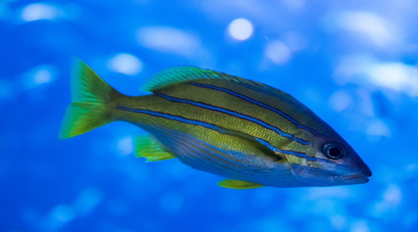 Le vivaneau à raies bleues Lutjanus kasmira | Nausicaa