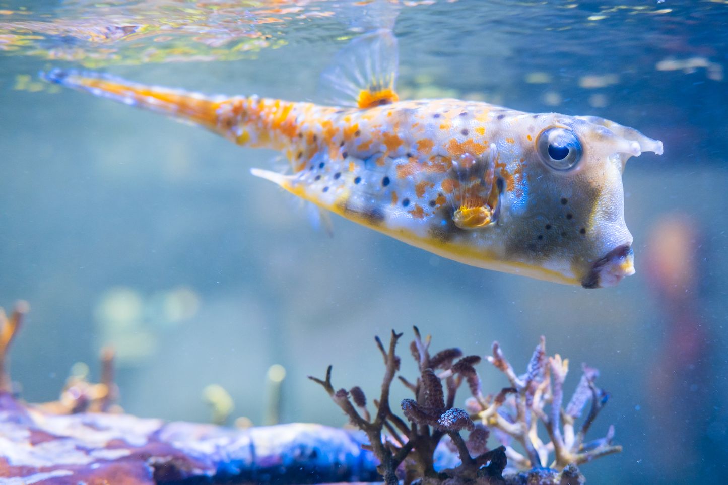 Le poisson vache à longues cornes Lactoria cornuta | Nausicaa