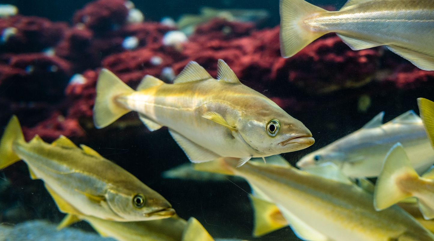 Discover the Pollack fish | Nausicaa