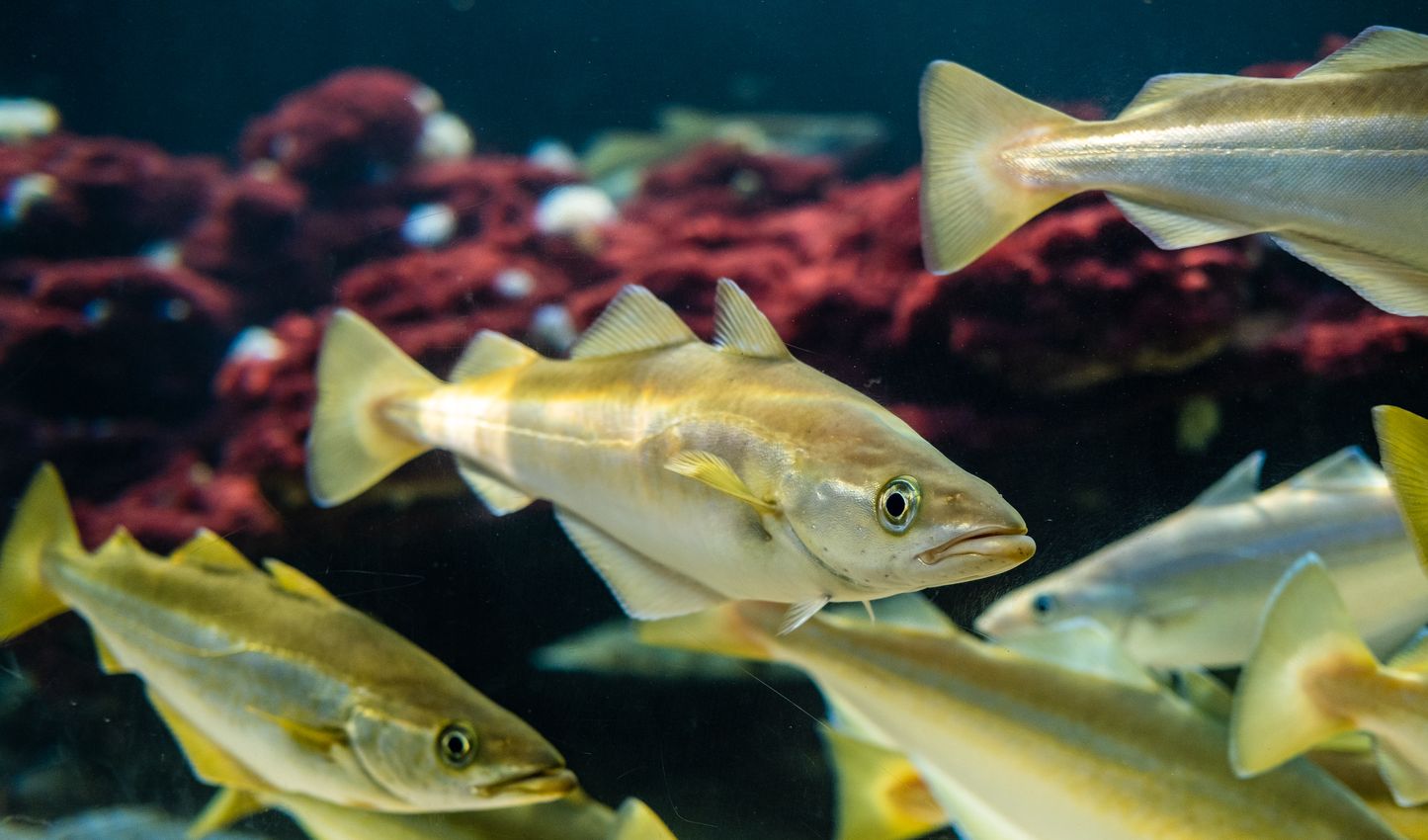 Le lieu jaune Pollachius pollachius | Nausicaa