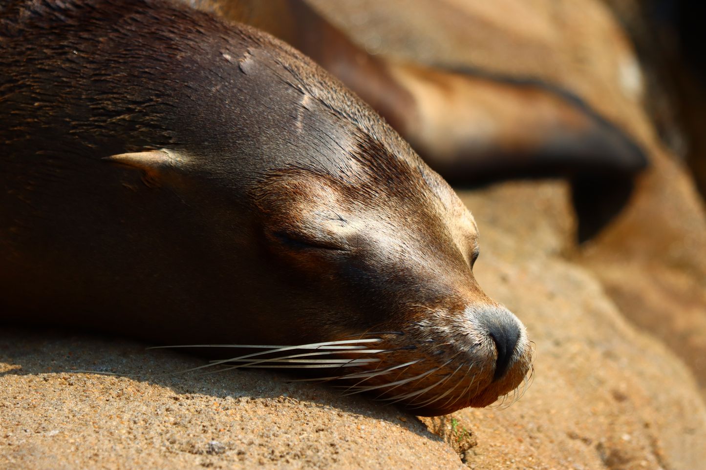 Le lion de mer Zalophus californianus | Nausicaa