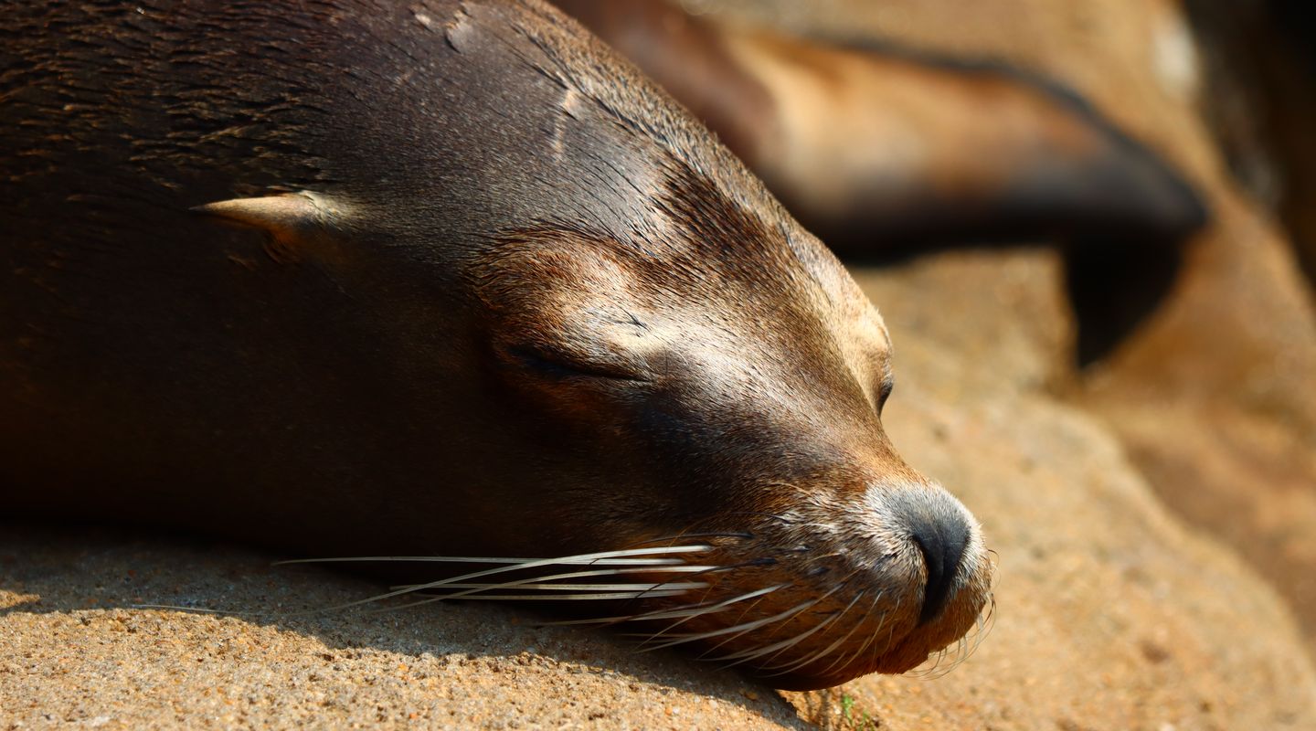 De Californische zeeleeuw | Nausicaa