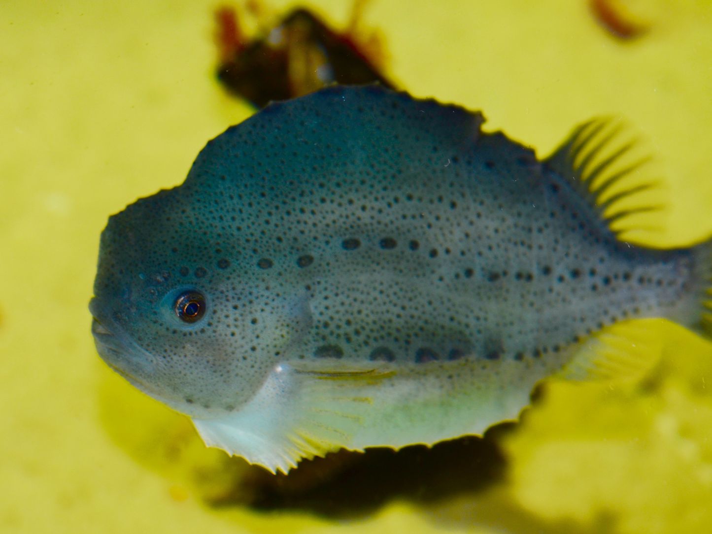 Le lompe Cyclopterus lumpus | Nausicaa