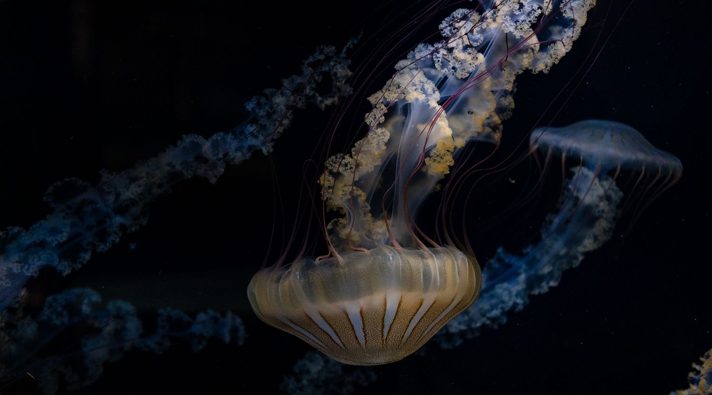 Discover the Japanese sea nettle | Nausicaa