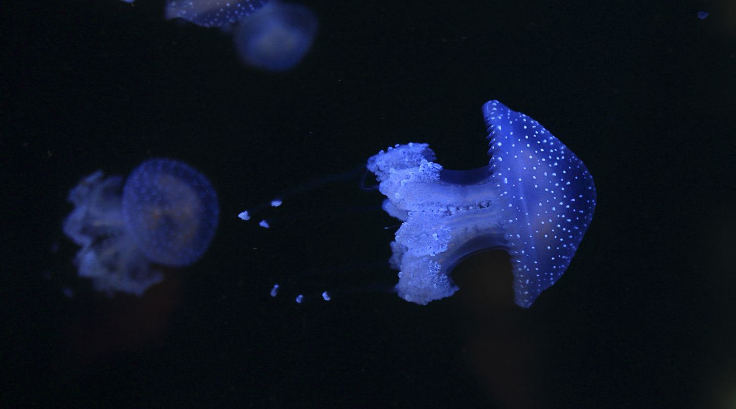 Discover the Australian spotted jellyfish | Nausicaa