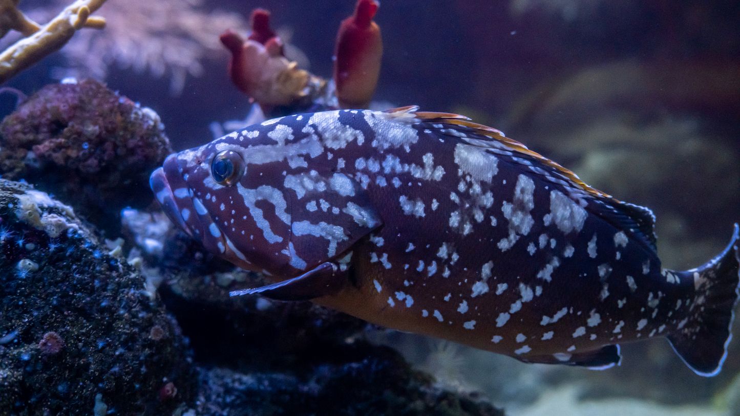 Le mérou brun Epinephelus marginatus | Nausicaa