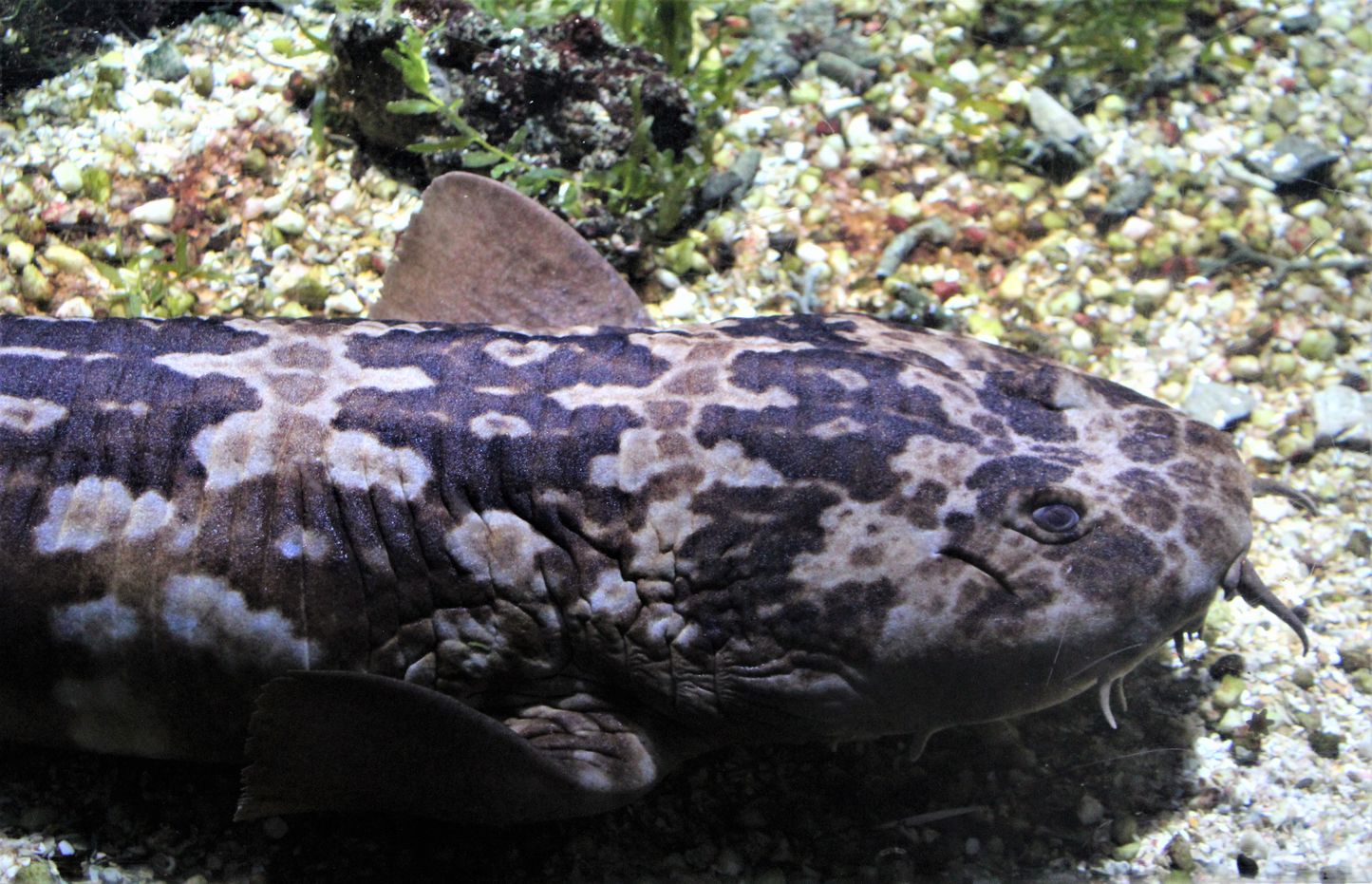 Le requin-tapis Orectolobus hutchinsi | Nausicaa