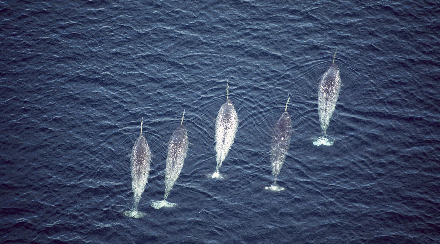 Le narval Monodon monoceros | Nausicaa