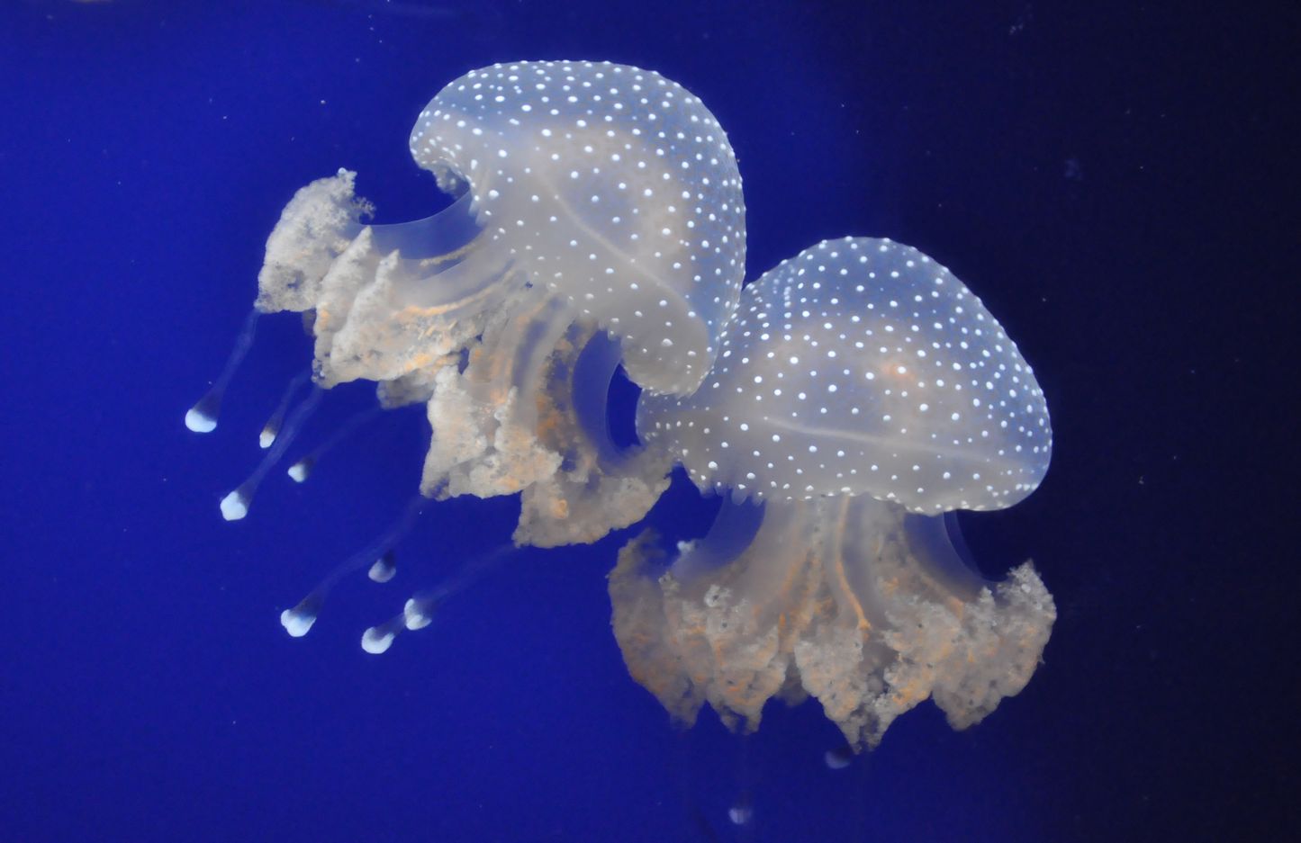 La méduse tachetée d'Australie Phyllorhiza punctata | Nausicaa