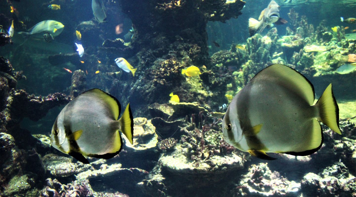 Discover the Orbiculate Batfish | Nausicaa