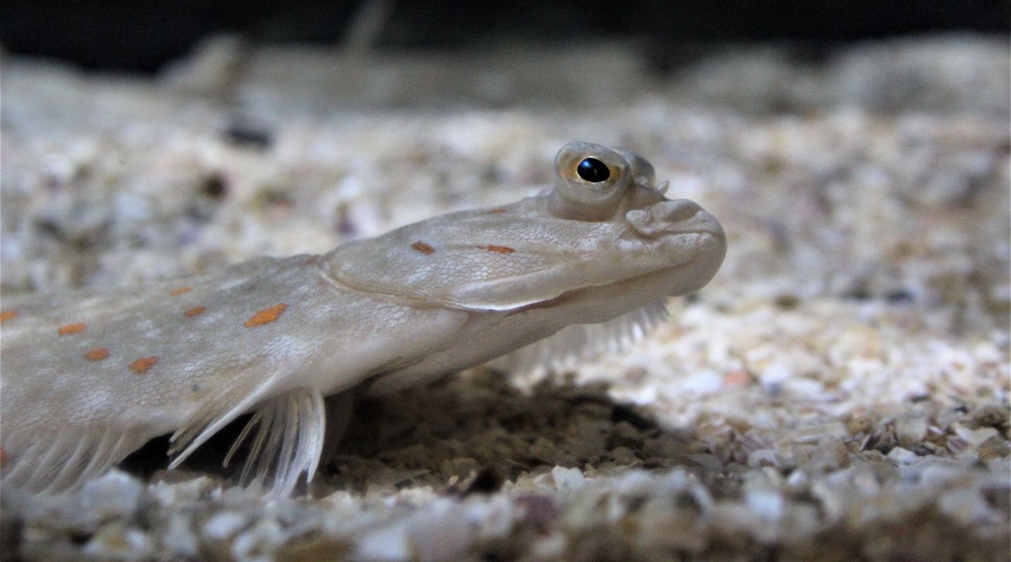 Discover the European Plaice flatfish | Nausicaa