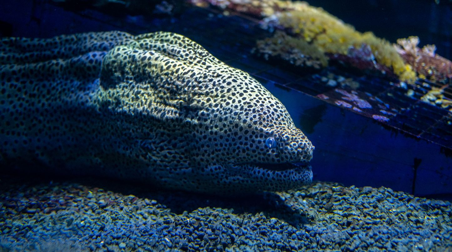 Discover the Leopard moray eel | Nausicaa