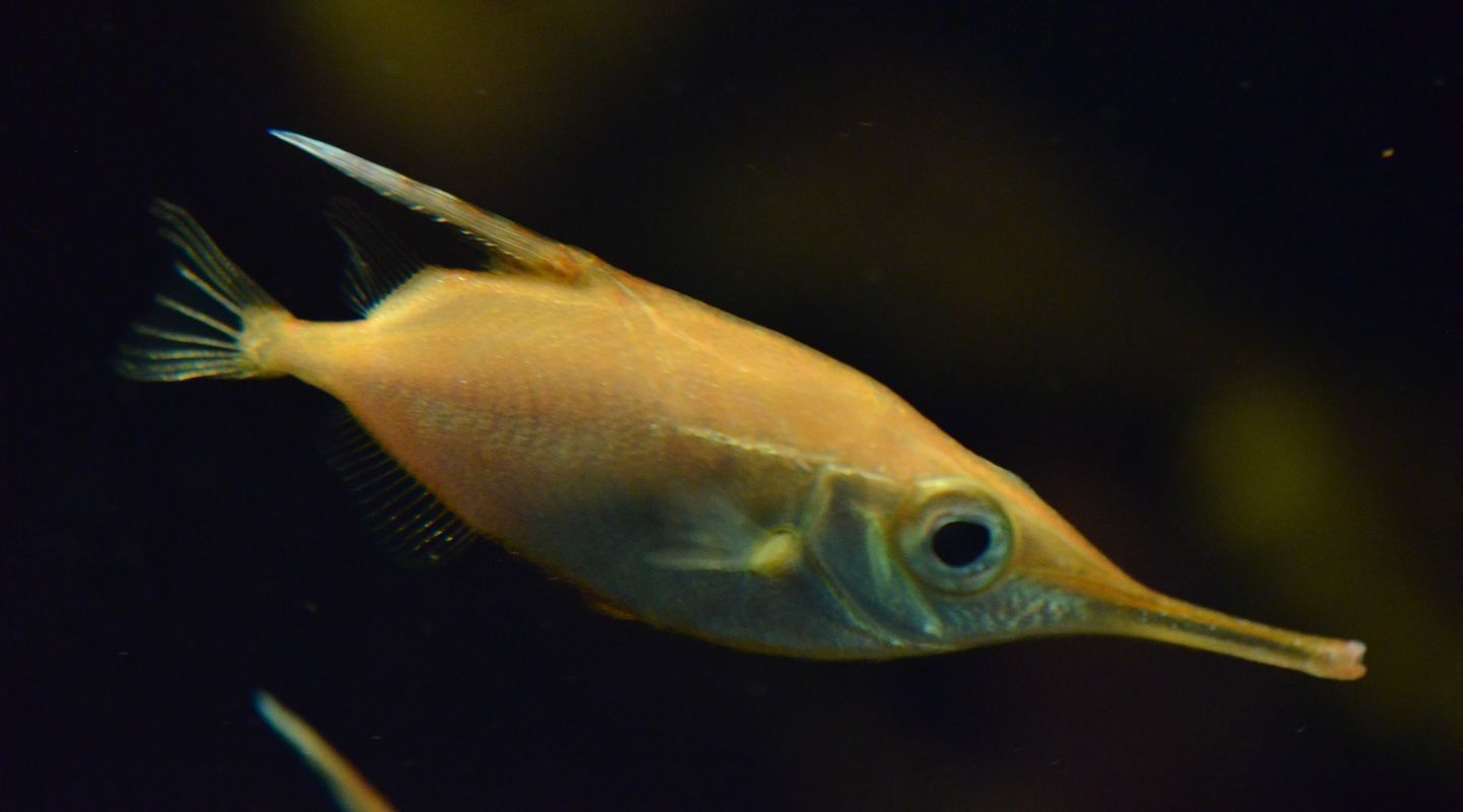 Discover the Longspine Snipefish | Nausicaa
