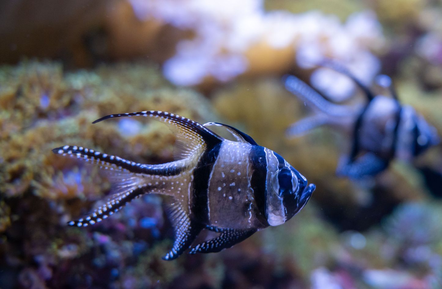 Le poisson cardinal de Banggai - Pterapogon kauderni | Nausicaa