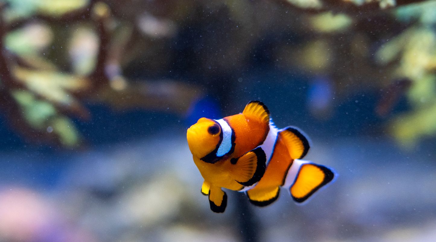 Le poisson-clown à trois bandes Amphiprion ocellaris | Nausicaa