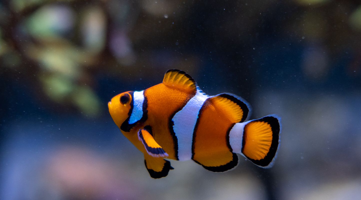 De driebandanemoonvis | Nausicaa