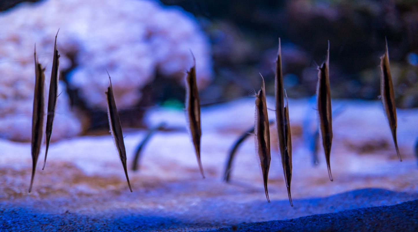 Le poisson rasoir Aeoliscus strigatus | Nausicaa