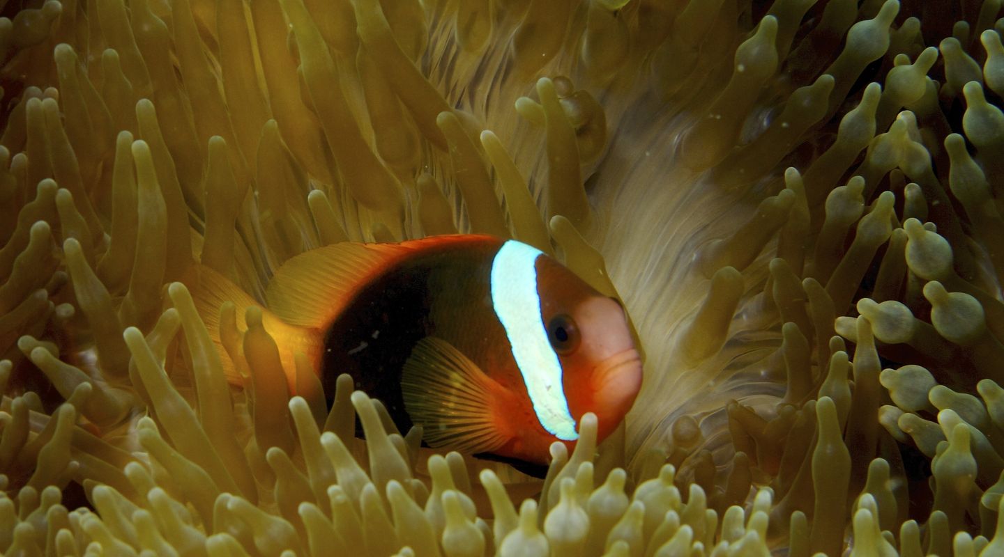Le poisson clown rouge Amphiprion frenatus | Nausicaa