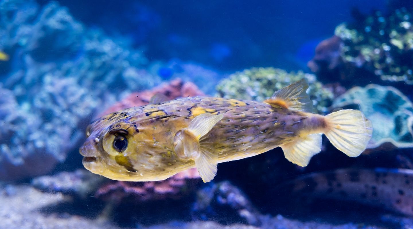 Discover the Long-spine Porcupinefish | Nausicaa