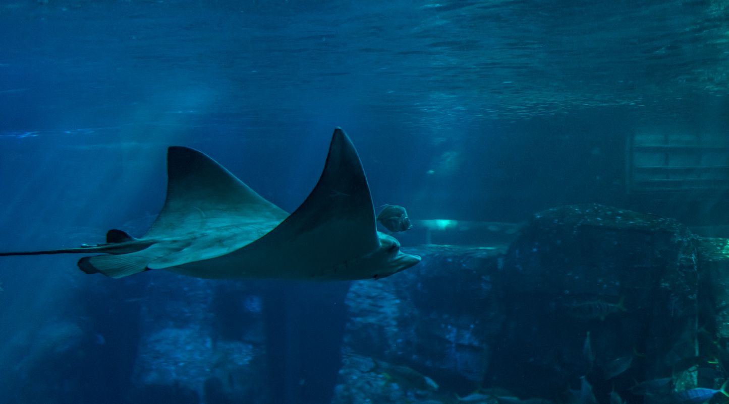 La raie aigle ocellée Aetobatus ocellatus | Nausicaa