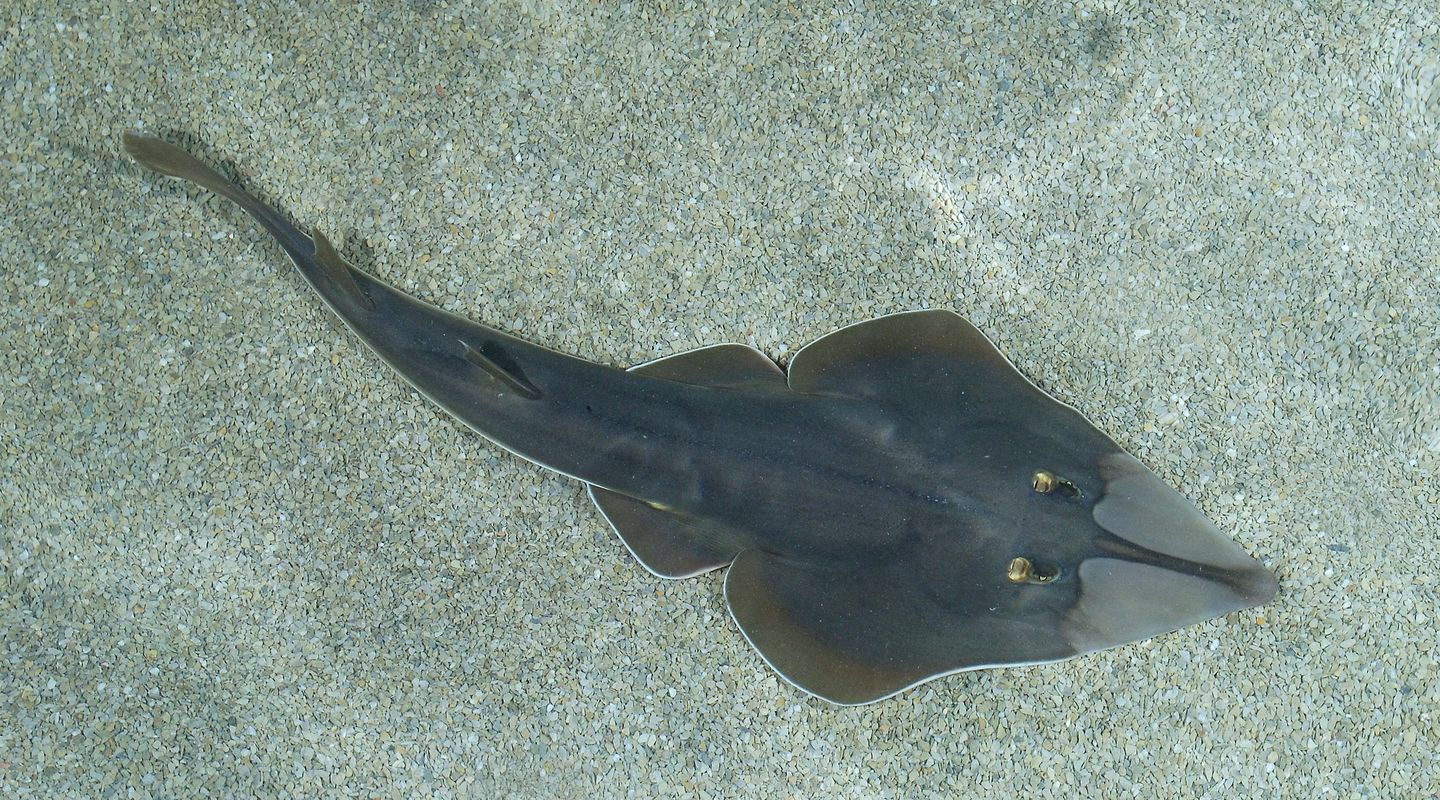 Discover the Blackchin Guitarfish | Nausicaa