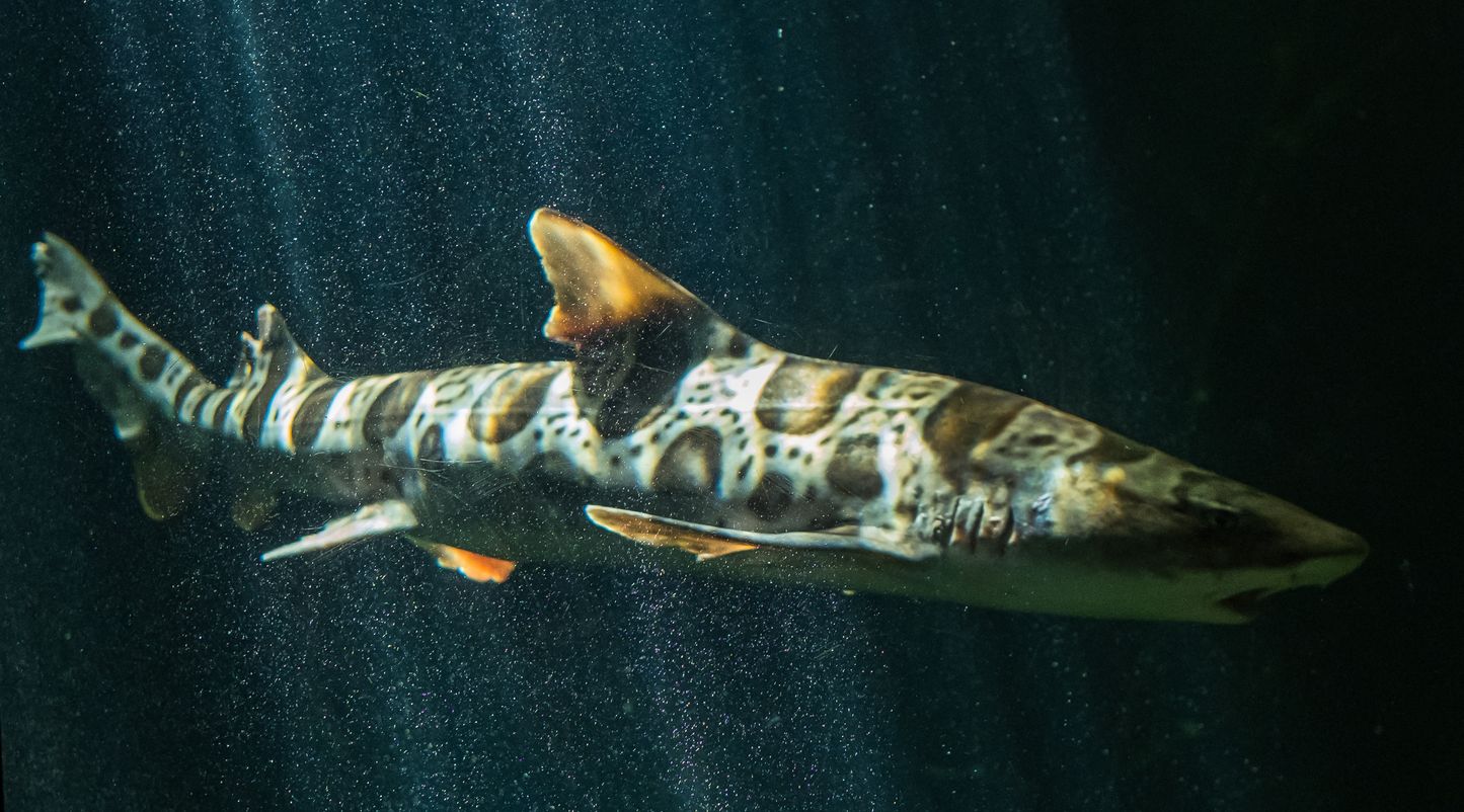 Discover the Leopard shark | Nausicaa