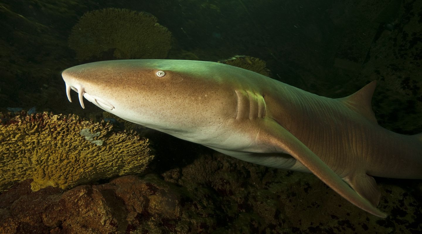 Le requin nourrice Ginglymostoma cirratum | Nausicaa