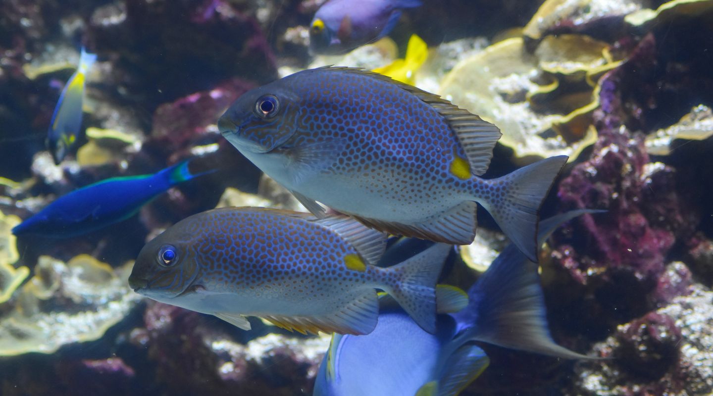 Discover the Golden Rabbitfish | Nausicaa