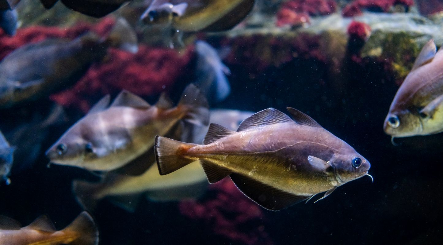 Le tacaud Trisopterus luscus | Nausicaa