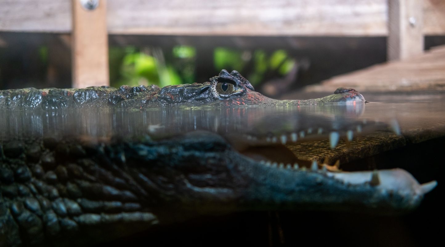 Le caïman à lunettes Caiman crocodilus | Nausicaa