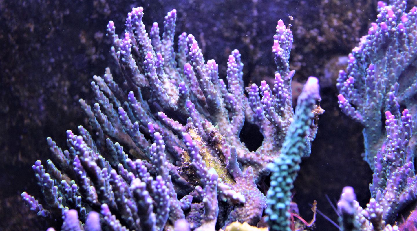 Acropora corals | Nausicaa