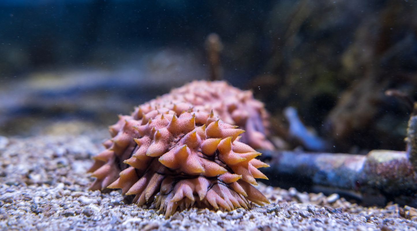 L'holothurie ananas Thelenota ananas | Nausicaa