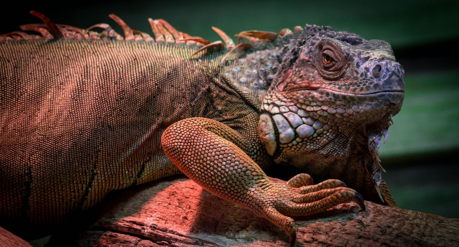 Iguane vert (iguane commun) : habitat, alimentation, taille…| Nausicaa