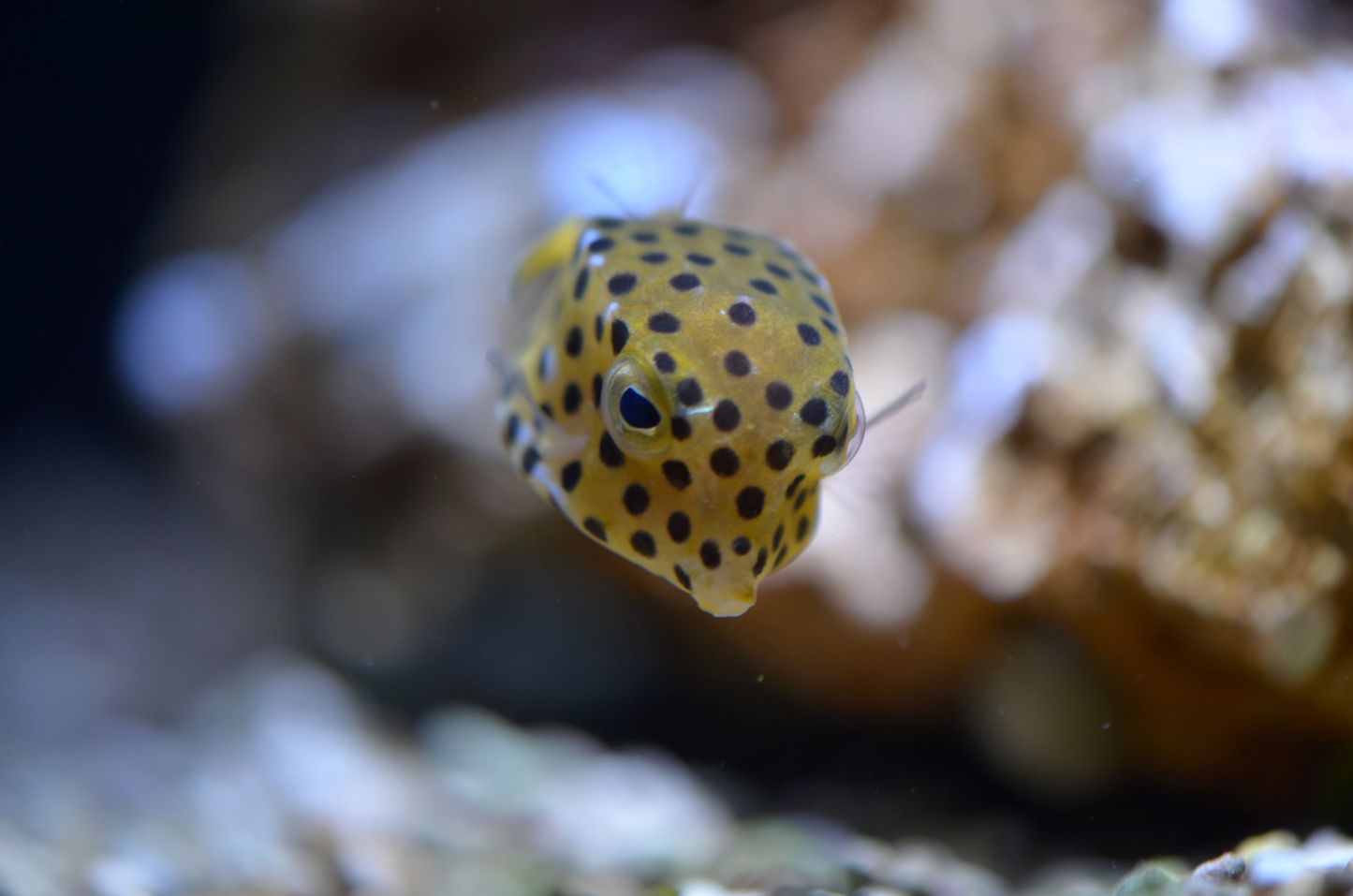 Le poisson coffre jaune Ostracion cubicus | Nausicaa