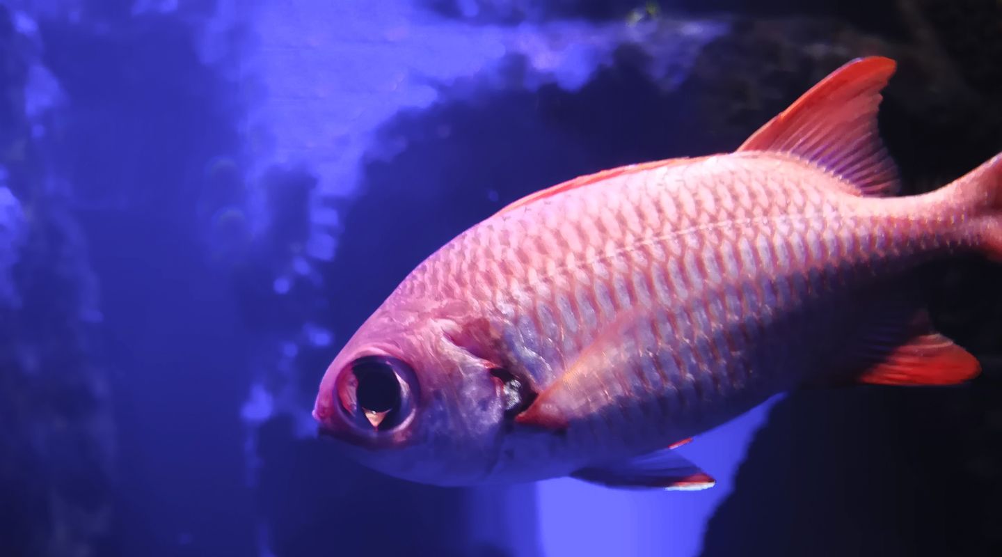 Le poisson soldat de Castelnau | Nausicaa