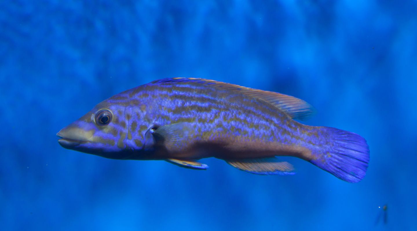 Discover the cuckoo wrasse | Nausicaa